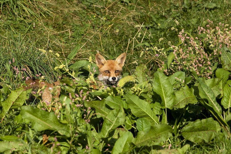 Red Fox, Vulpes Vulpes, Adult Camouflaged, Normandy Stock Photo - Image ...