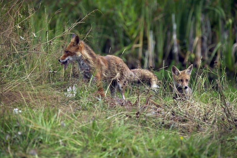 Red Fox, Vulpes Vulpes, Adult with a Kill, a Common Pheasant, Normandy ...