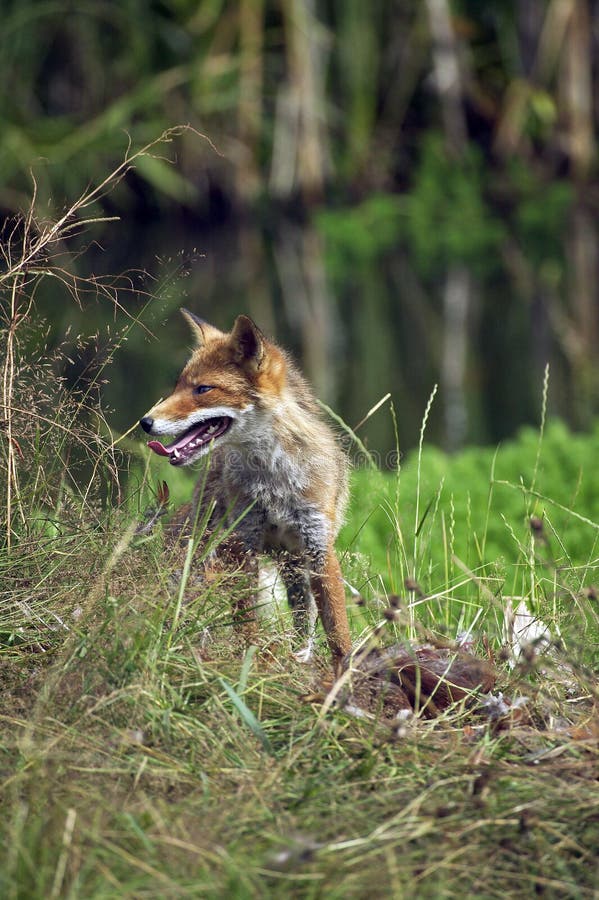 Red Fox, Vulpes Vulpes, Adult with a Kill, a Common Pheasant, Normandy ...