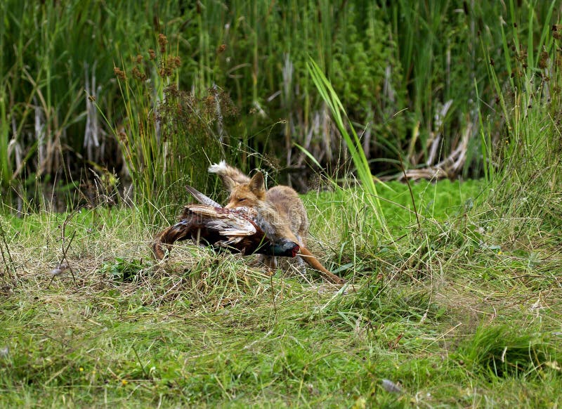 Red Fox, Vulpes Vulpes, Adult Killing a Common Pheasant Phasianus ...