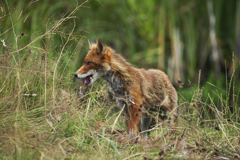 Red Fox, Vulpes Vulpes, Adult Killing a Common Pheasant Phasianus ...
