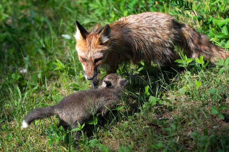 Red Fox Vulpes Vulpes Adult and Kit Interact Summer Stock Photo - Image ...