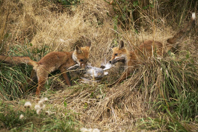 Red Fox, Vulpes Vulpes, Adult with a Partridge Kill, Normandy Stock ...