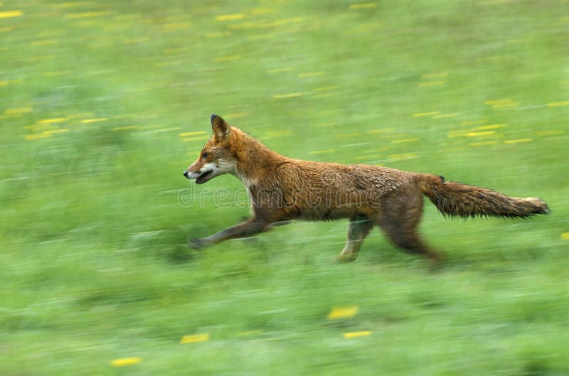 Red Fox, Vulpes Vulpes, Adult Running through Countryside Stock Photo ...