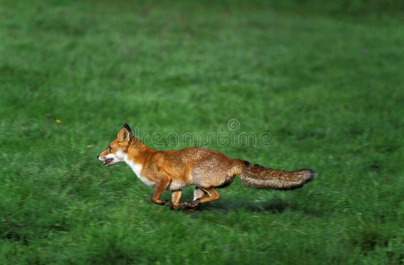 1,500 Running Fox Photos - Free & Royalty-Free Stock Photos from Dreamstime