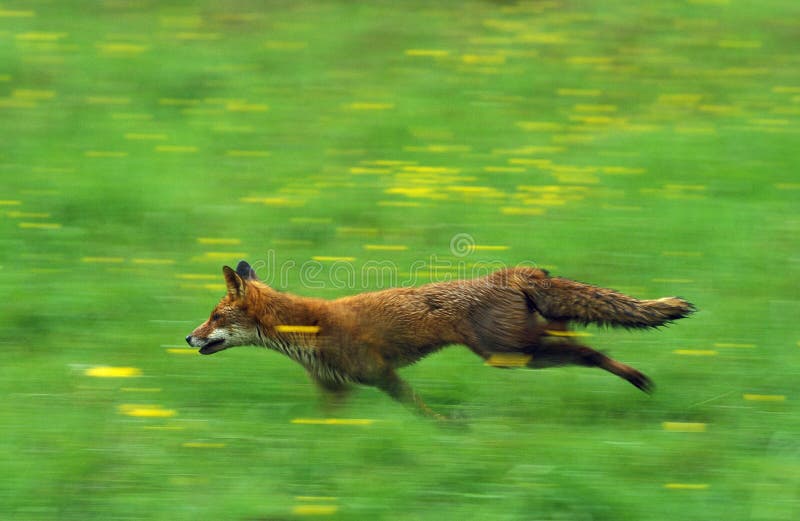 Red Fox, Vulpes Vulpes, Adult Running through Meadow, Normandy Stock ...