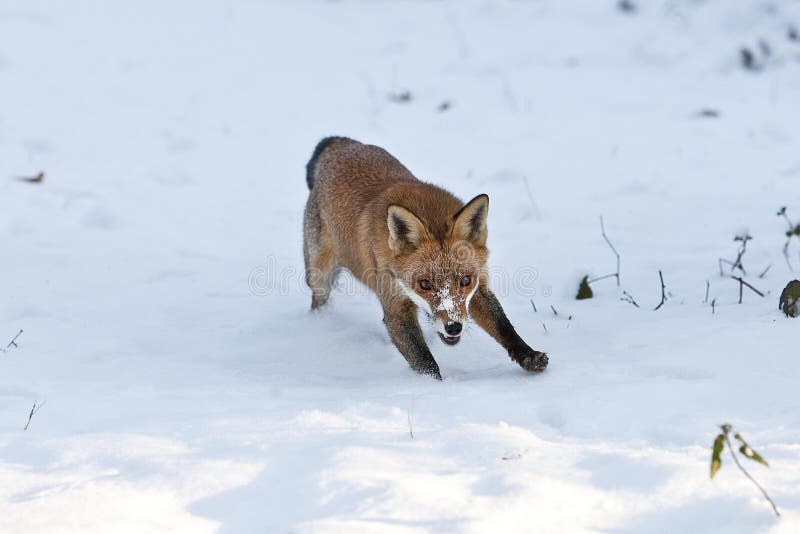 Red Fox, Vulpes Vulpes, Adult Standing on Snow, Normandy Stock Image ...