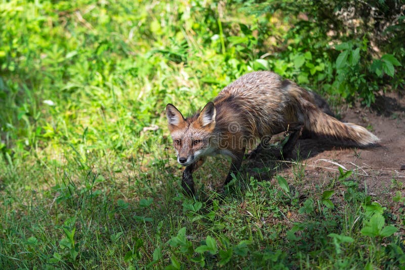 Red Fox Vulpes Vulpes Adult Steps Forward from Den Summer Stock Image ...