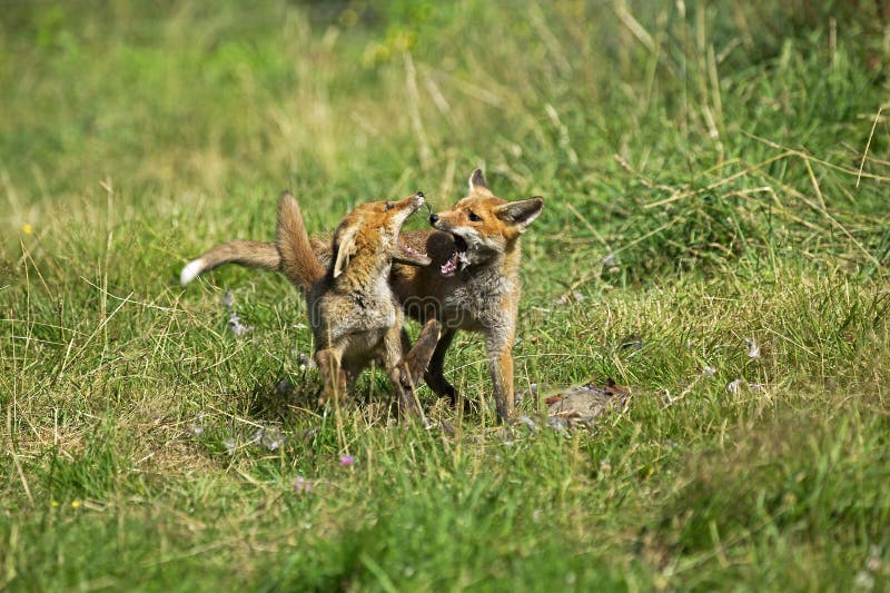 Fighting near beach stock image. Image of arts, pose - 34963809