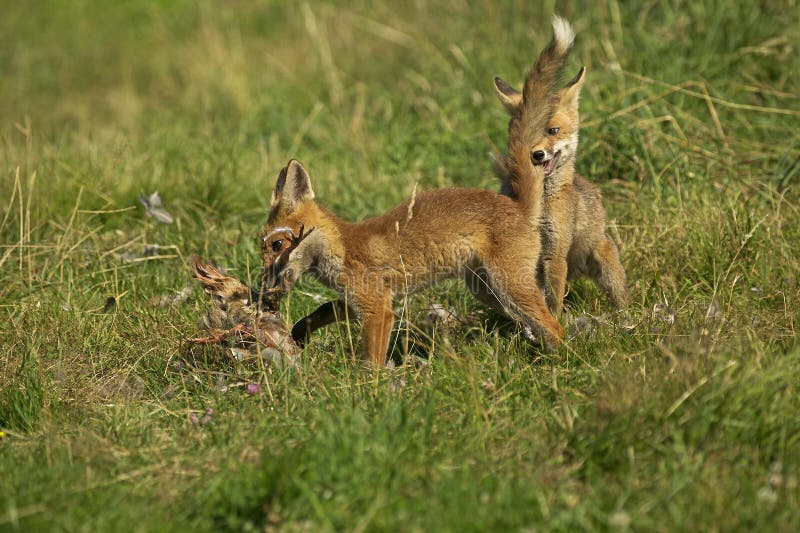 RED FOX Vulpes Vulpes, ADULTS a PARTRIDGE KILL, NORMANDY Stock Photo ...