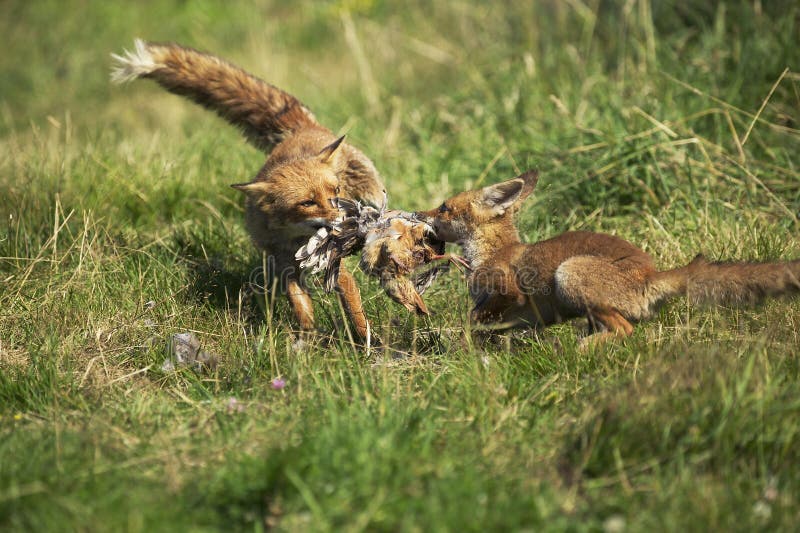 Red Fox, Vulpes Vulpes, Adults with a Partridge Kill, Normandy Stock ...
