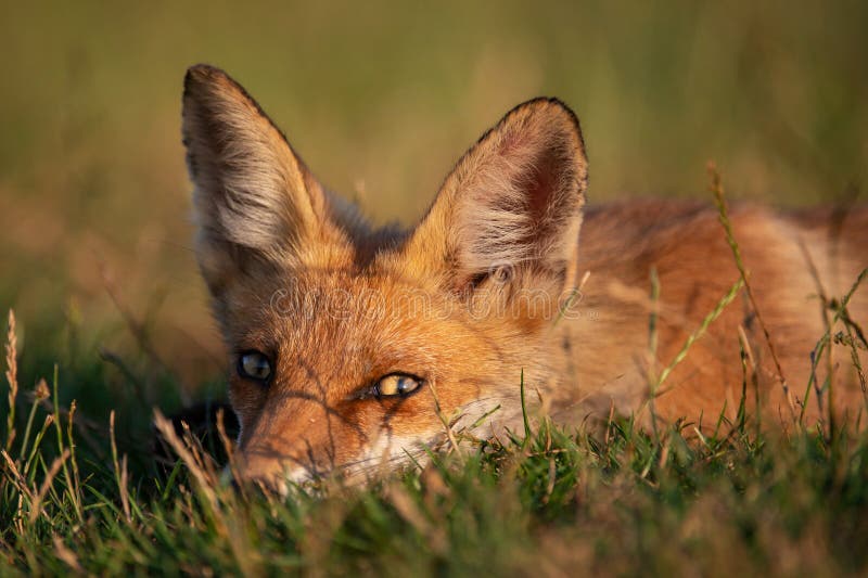 Red Fox Vulpes Vulpes. the Animal is Resting Lying in the Grass Stock ...