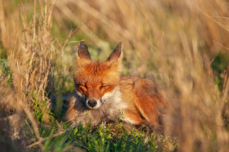 Red Fox Vulpes Vulpes. Animal Fox is Sleep Lying in the Grass Stock ...