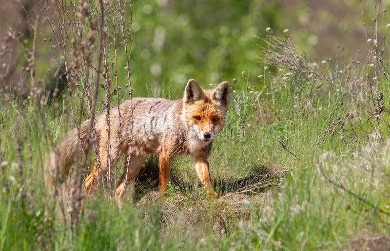Red Fox, Vulpes Vulpes. an Animal Walks through a Meadow in the Grass ...