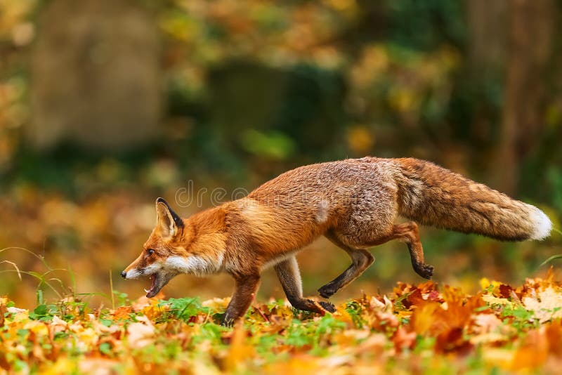 Red Fox Vulpes Vulpes in the Autumn Forest Stock Image - Image of ...