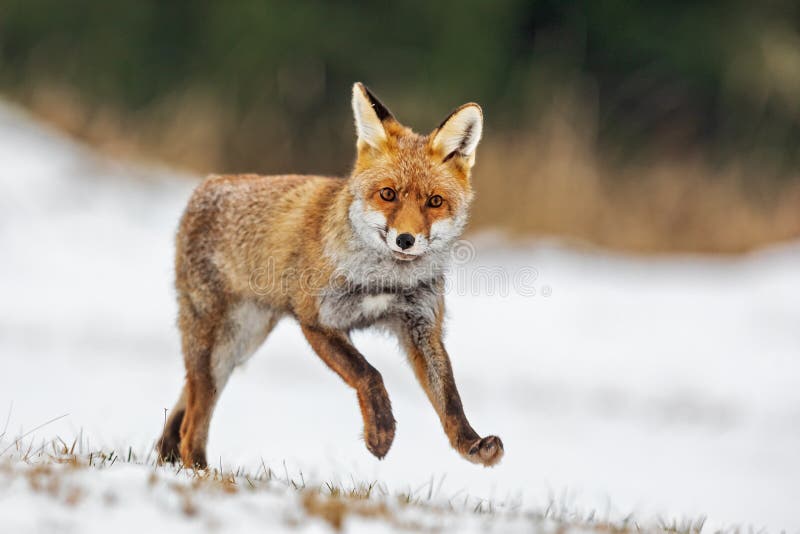 Red fox Vulpes vulpes stock photo. Image of attention - 185886088