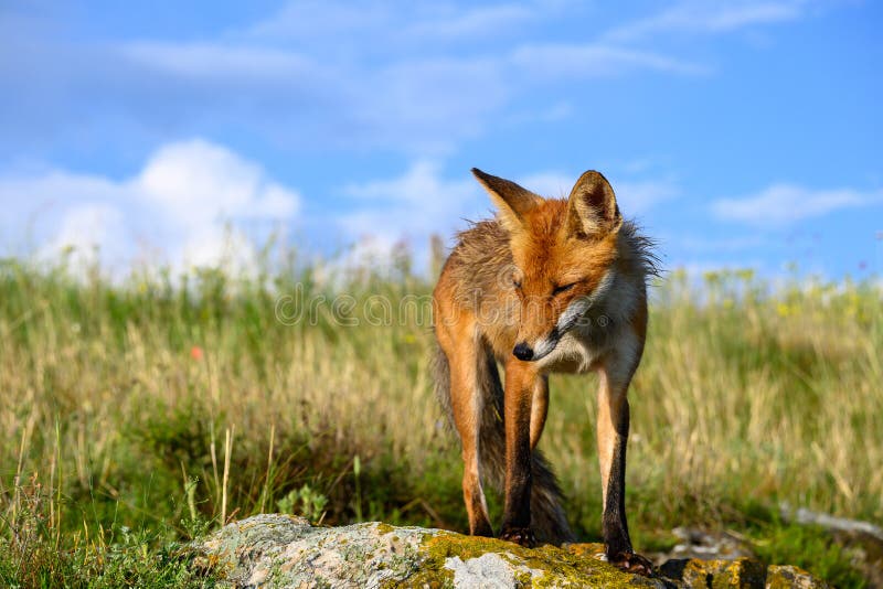 Red Fox Vulpes Vulpes on a Blue Sky Background Stock Image - Image of ...