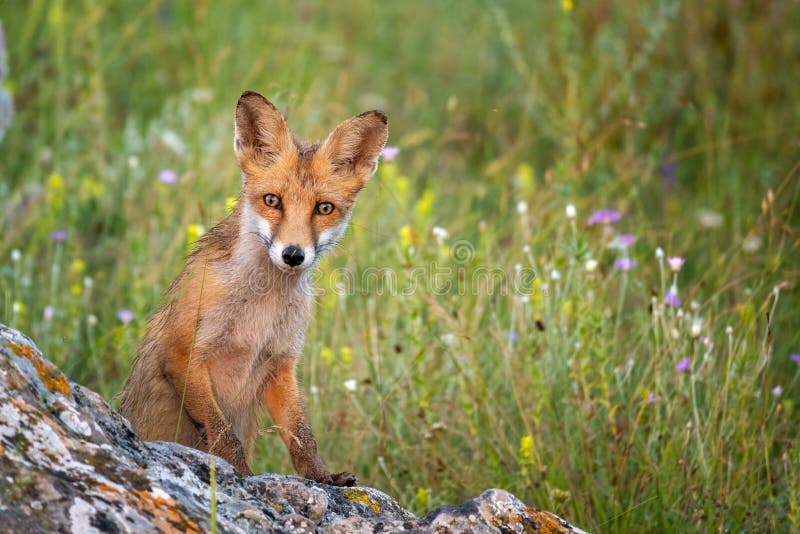 Red Fox Vulpes Vulpes on a Blue Sky Background Stock Photo - Image of ...