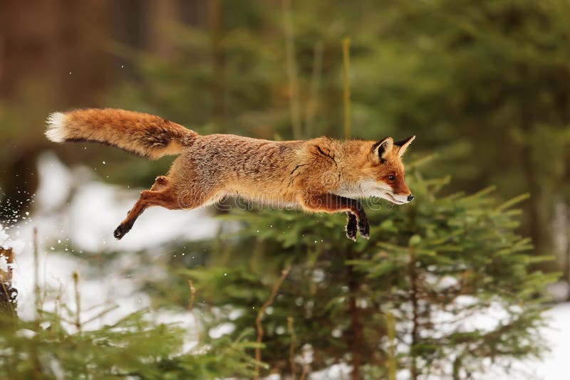 Red Fox Vulpes Vulpes Captured and Frozen in a Jump Stock Image - Image ...