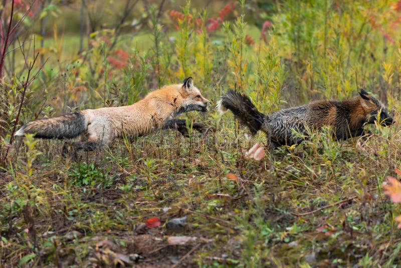 Red Fox (Vulpes Vulpes) Chases after Cross Fox Autumn Stock Photo ...