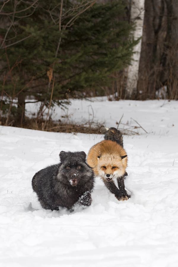 Red Fox (Vulpes Vulpes) Chases after Silver Winter Stock Photo - Image ...