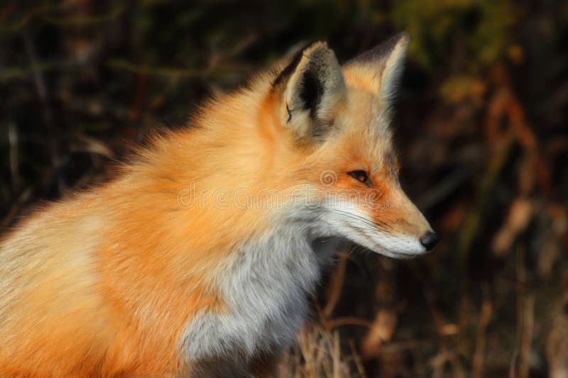 Red Fox (vulpes) Close-up stock image. Image of animal - 42511981