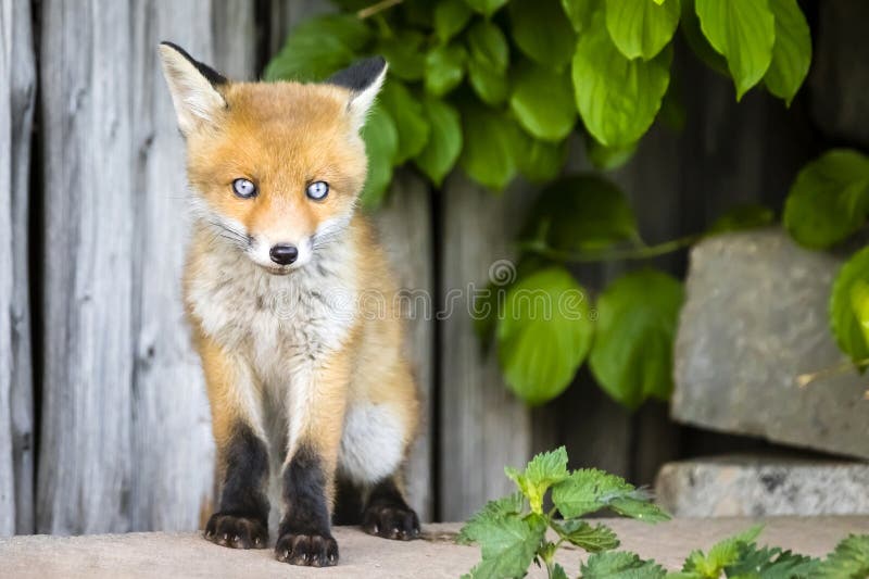 Red Fox, Vulpes Vulpes Cub with Blue Eyes Stock Photo - Image of blue ...