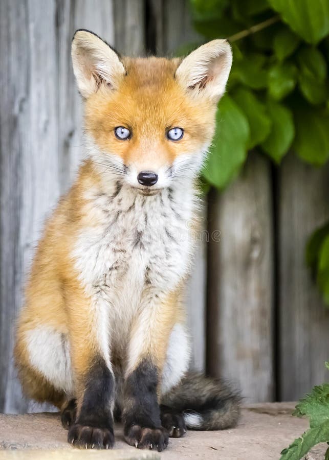 Red Fox, Vulpes Vulpes Cub with Blue Eyes Stock Photo - Image of mammal ...