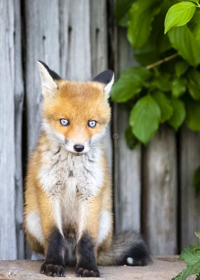Red Fox, Vulpes Vulpes Cub with Blue Eyes Stock Photo - Image of bushy ...