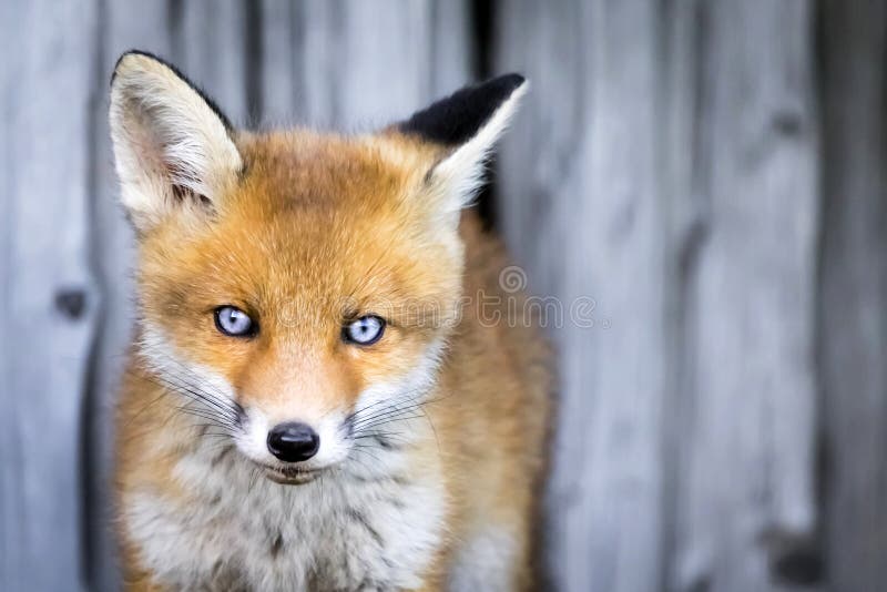 Red Fox, Vulpes Vulpes Cub with Blue Eyes Stock Image - Image of young ...
