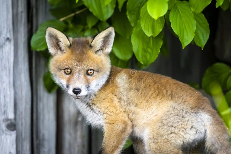Red Fox, Vulpes Vulpes Cub with Brown Eyes Stock Image - Image of vixen ...