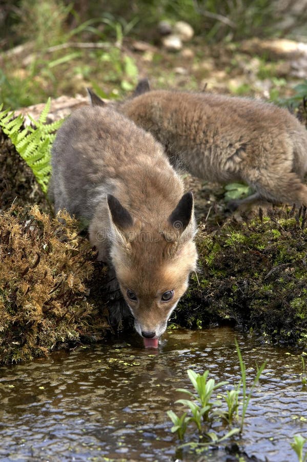 Red Fox Vulpes Vulpes Drinking Water from Puddle. 8k Wide Shot ...