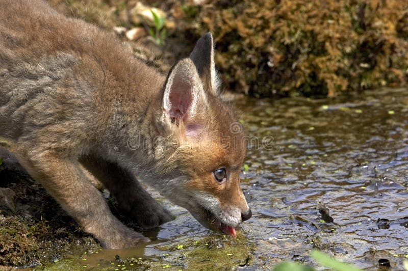 Red Fox, Vulpes Vulpes, Cub Drinking Water, Normandy Stock Image ...