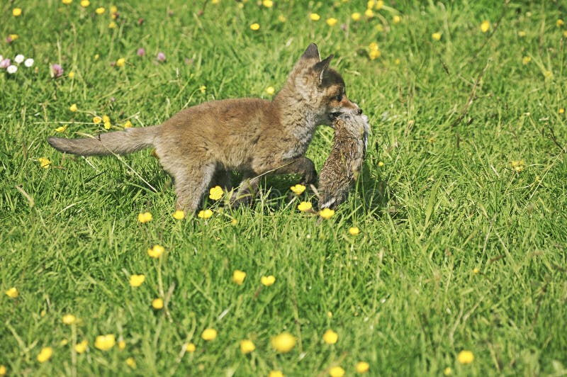Red Fox, Vulpes Vulpes, Cub Hunting European Rabbit, Normandy Stock ...