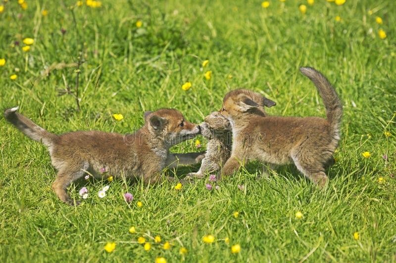 Red Fox, Vulpes Vulpes, Cub Hunting European Rabbit, Normandy Stock ...