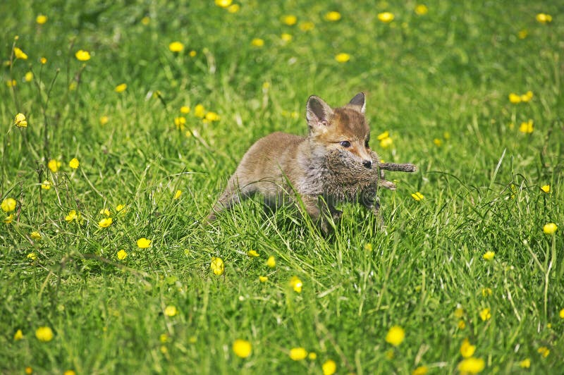 Red Fox, Vulpes Vulpes, Cub Hunting European Rabbit, Normandy Stock ...