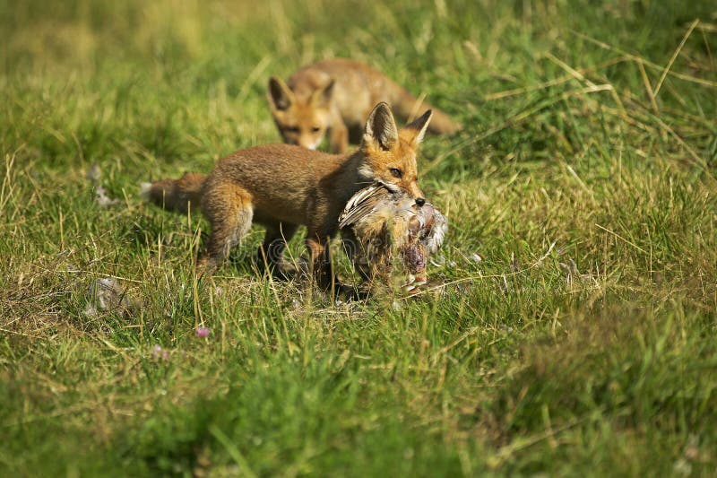 Red Fox, Vulpes Vulpes, Cub Killing a Partridge, Normandy Stock Photo ...