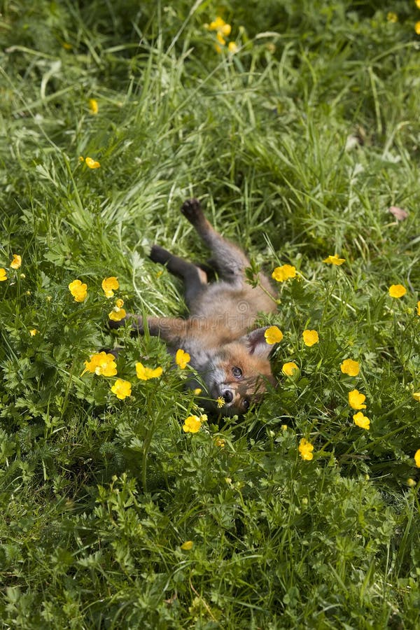 Baby Fox Laying Down Stock Photos - Free & Royalty-Free Stock Photos ...
