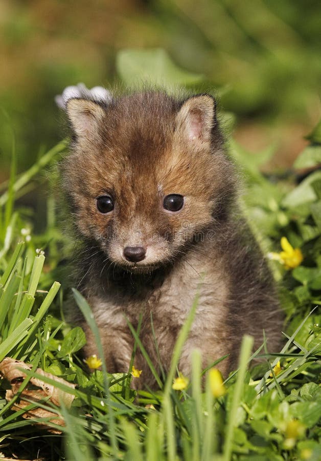 582 Baby Fox Cub Sitting Stock Photos - Free & Royalty-Free Stock ...