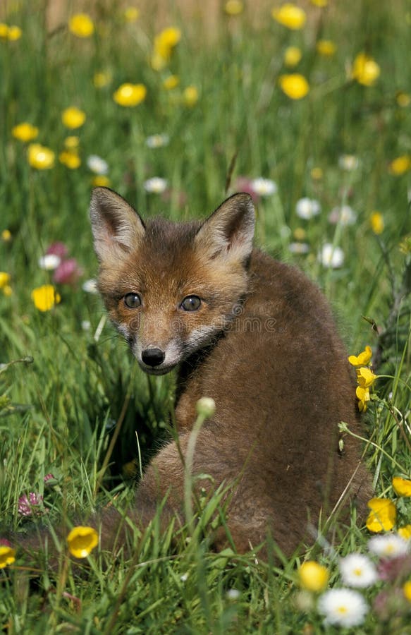 Red Fox, Vulpes Vulpes, Cub Sitting in Flowers, Normandy Stock Image ...