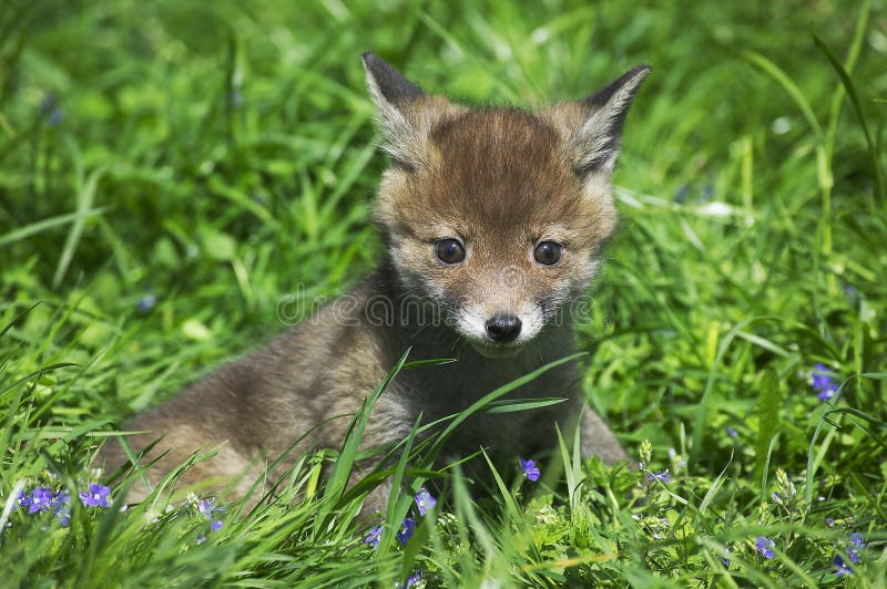 Red Fox, Vulpes Vulpes, Cub Sitting on Grass, Normandy Stock Photo ...
