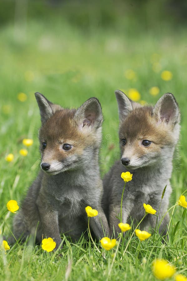698 Baby Fox Cub Sitting Stock Photos - Free & Royalty-Free Stock ...