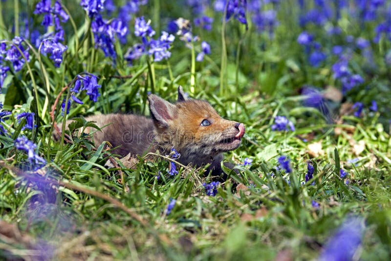 Red Fox, Vulpes Vulpes, Cub in Wild Blue Flowers, Normandy Stock Image ...