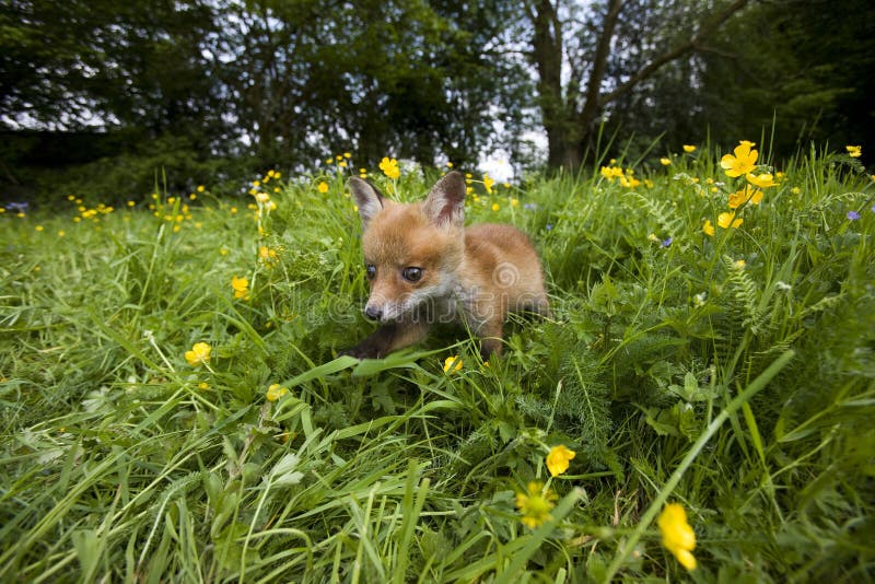 Red Fox, Vulpes Vulpes, Cub with Yellow Flowers, Normandy Stock Image ...