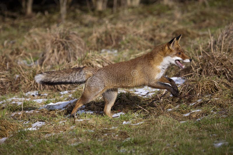 Red Fox, Vulpes Vulpes, Female Running, Normandy Stock Photo - Image of ...