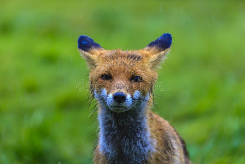Red Fox,in Fresh Spring Rain Stock Image - Image of nature, germany ...