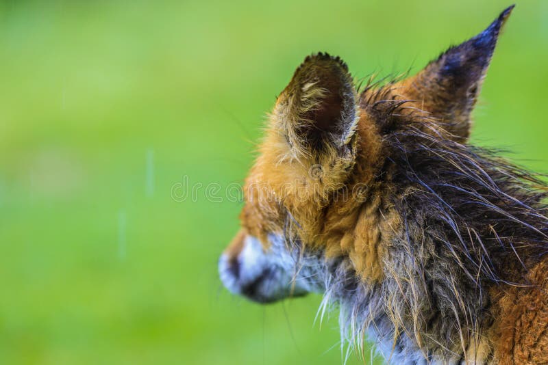 Red Fox,in Fresh Spring Rain Stock Photo - Image of drizzle, spring ...