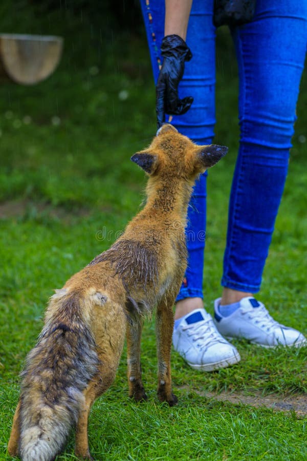 Red Fox,in Fresh Spring Rain Stock Photo - Image of spring, germany ...