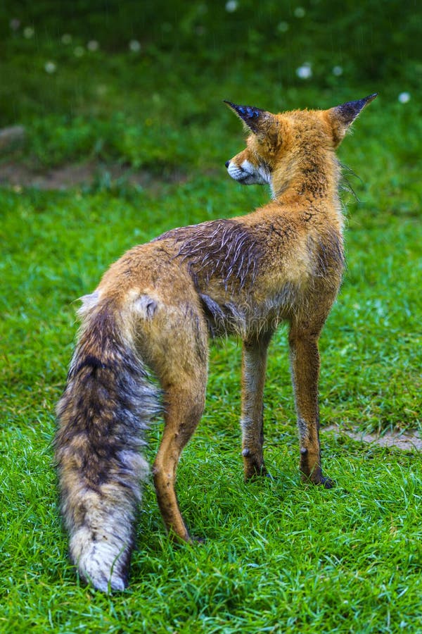 Red Fox, in Fresh Spring Rain Stock Photo - Image of carnivorous ...