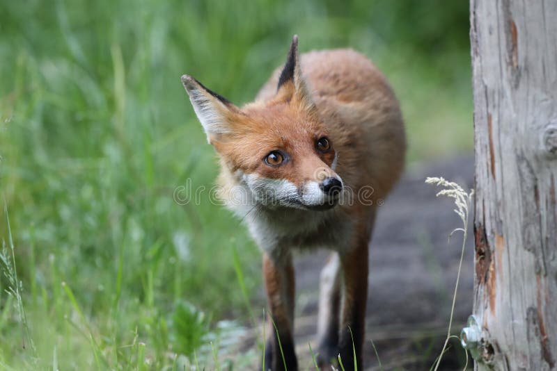 Red Fox (Vulpes Vulpes) Germany Stock Image - Image of spring, fauna ...
